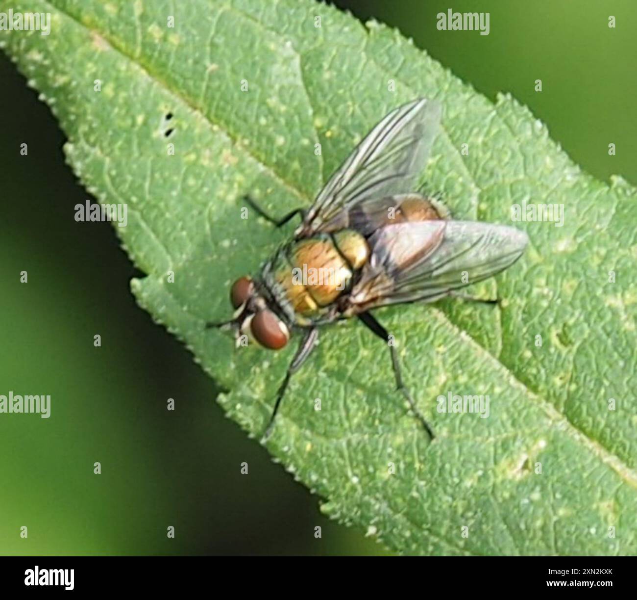 Lucilia cuprina hi-res stock photography and images - Alamy