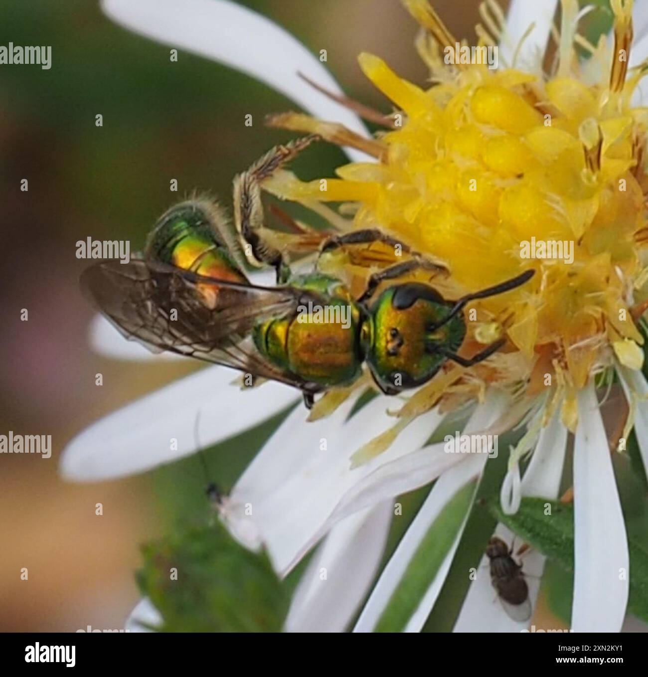 Augochlora pure hi-res stock photography and images - Alamy