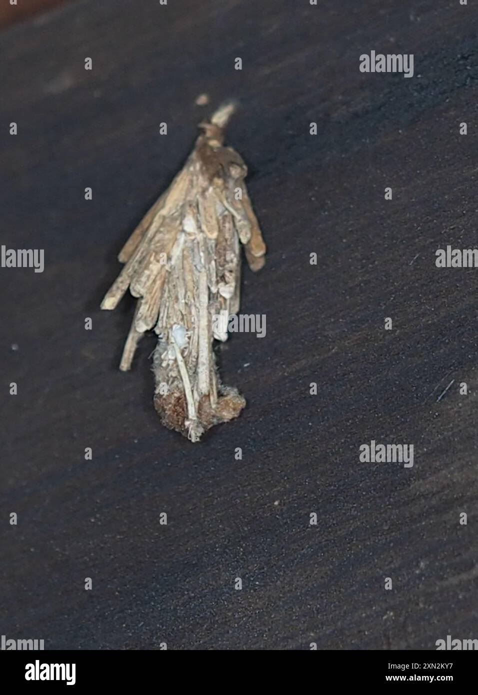 Common Bagworm Moth (Psyche casta) Insecta Stock Photo - Alamy