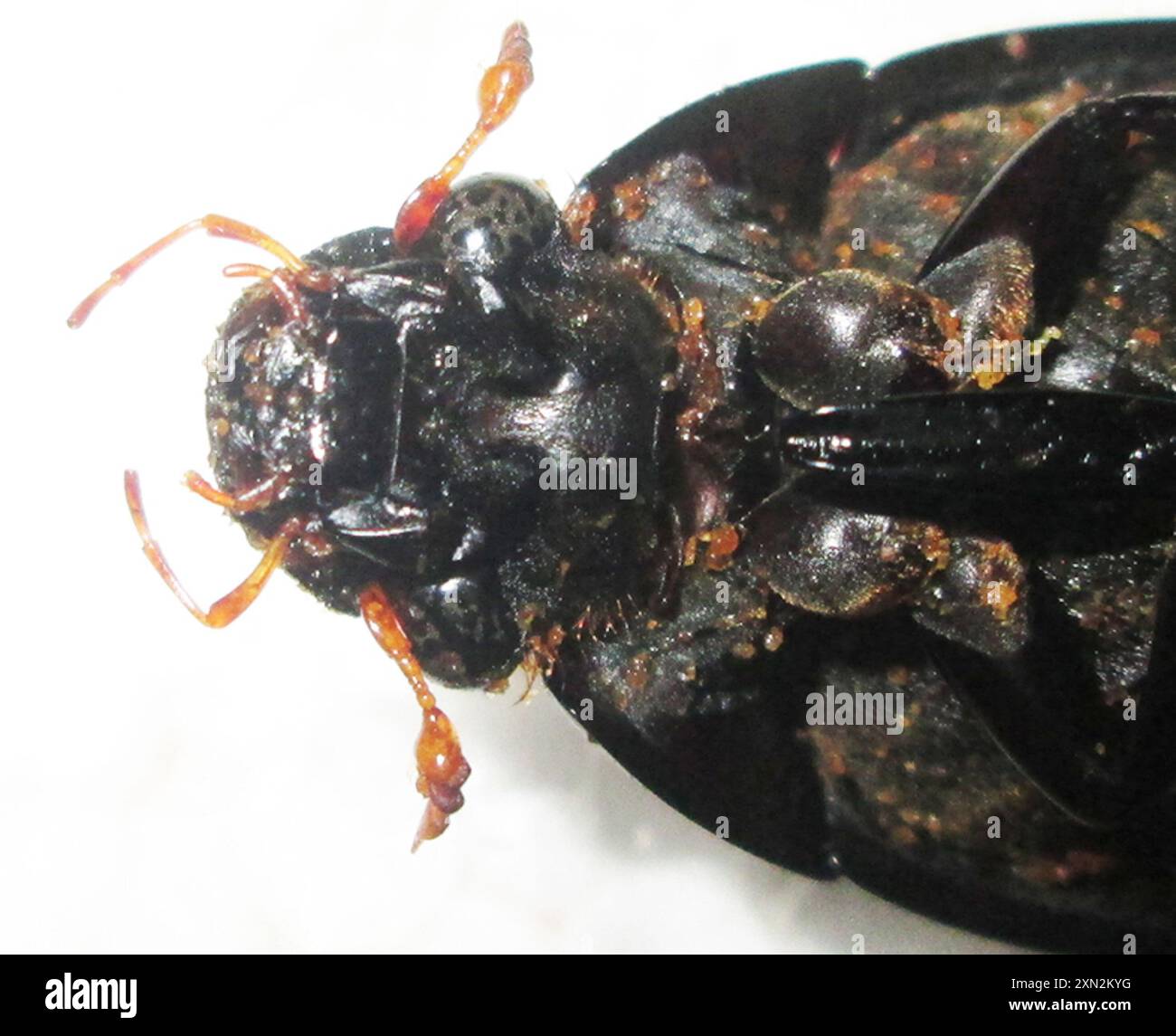 Unspined Giant Water Scavenger Beetle (Hydrophilus senegalensis ...