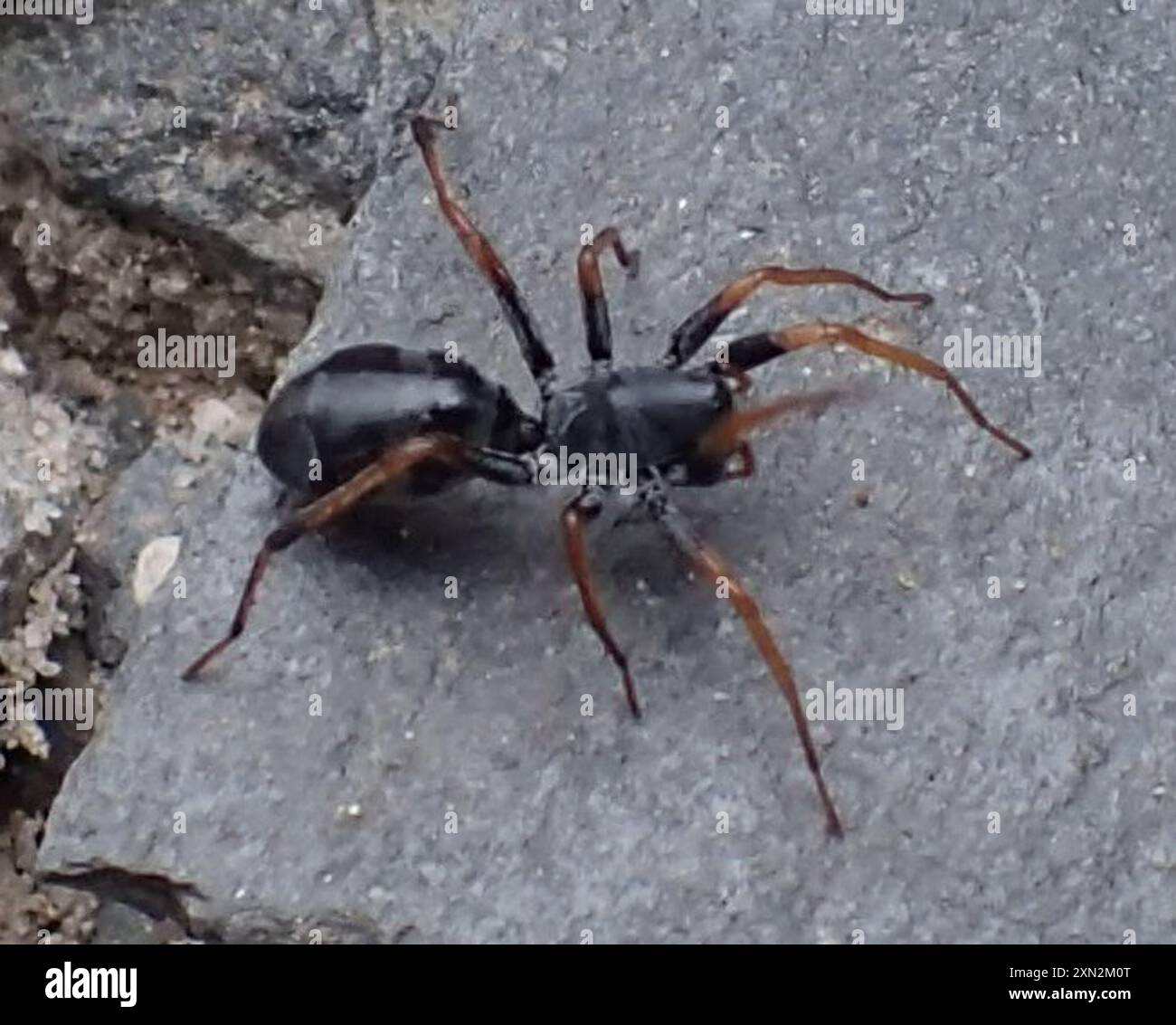 Ground and Ant-mimic Sac Spiders (Corinnidae) Arachnida Stock Photo - Alamy