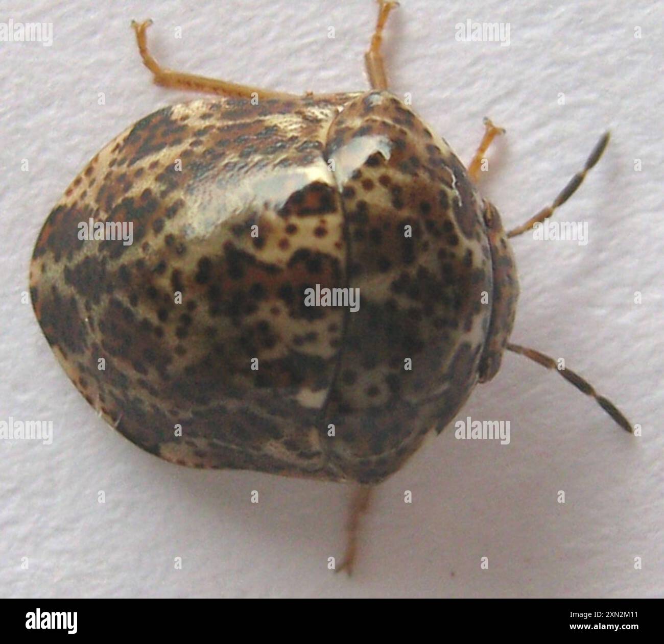 Sphaerocoris hi-res stock photography and images - Alamy
