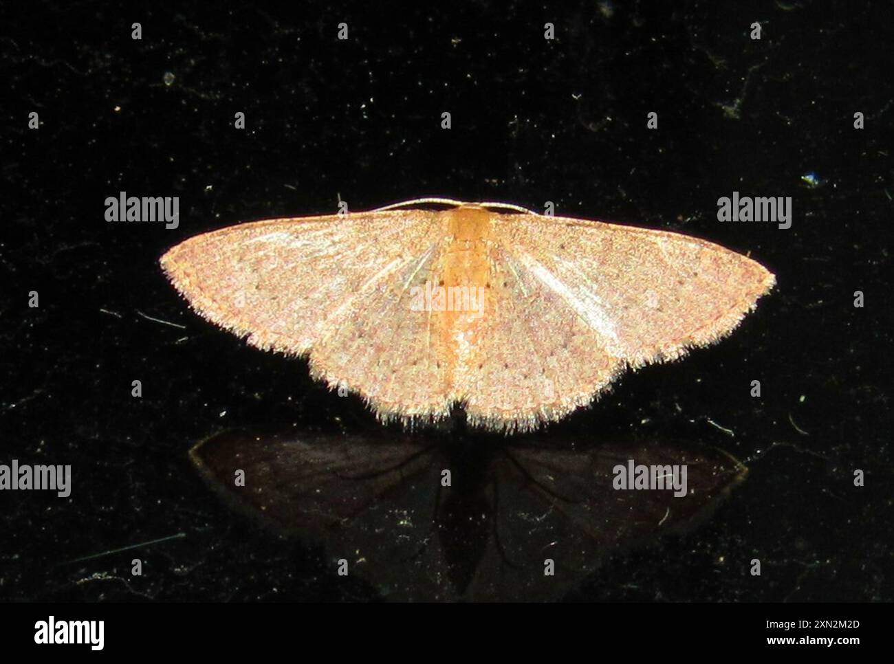 Geometer Moths (Geometridae) Insecta Stock Photo - Alamy