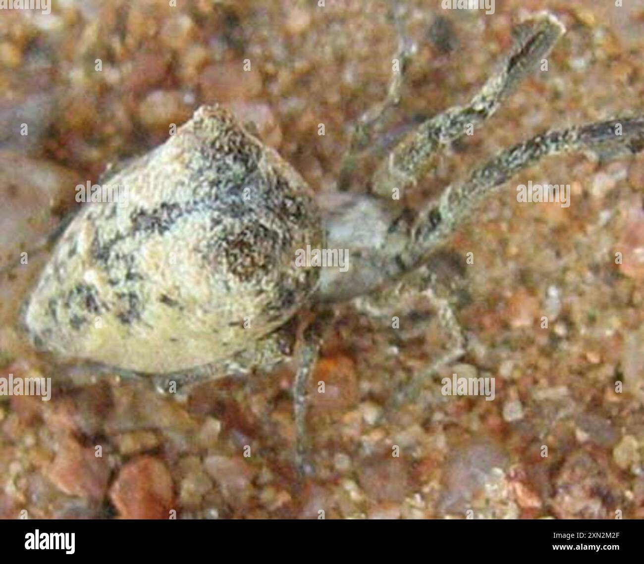 Hackled Orbweavers (Uloboridae) Arachnida Stock Photo - Alamy
