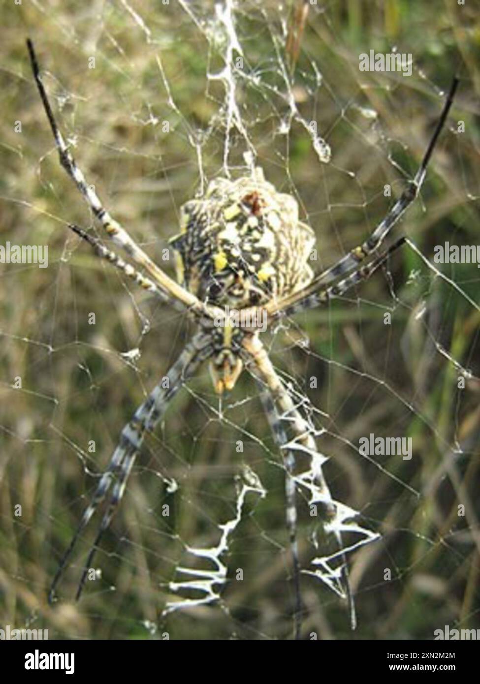 Common Garden Orbweb Spider (Argiope australis) Arachnida Stock Photo ...