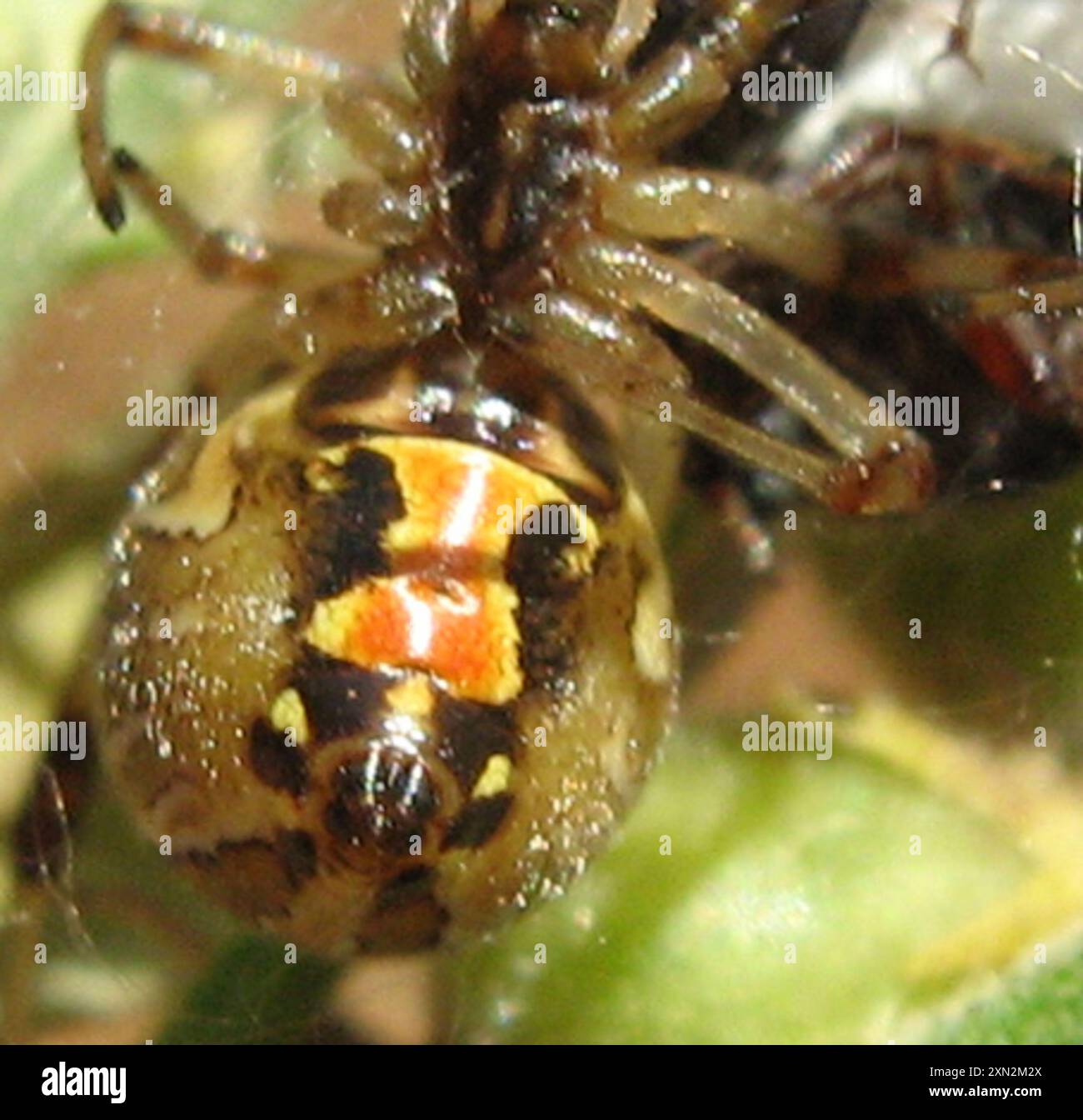 Brown Widow (Latrodectus geometricus) Arachnida Stock Photo - Alamy