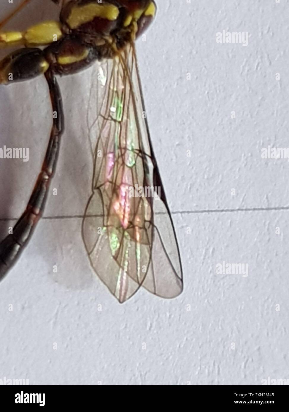 Lissonota hi-res stock photography and images - Alamy