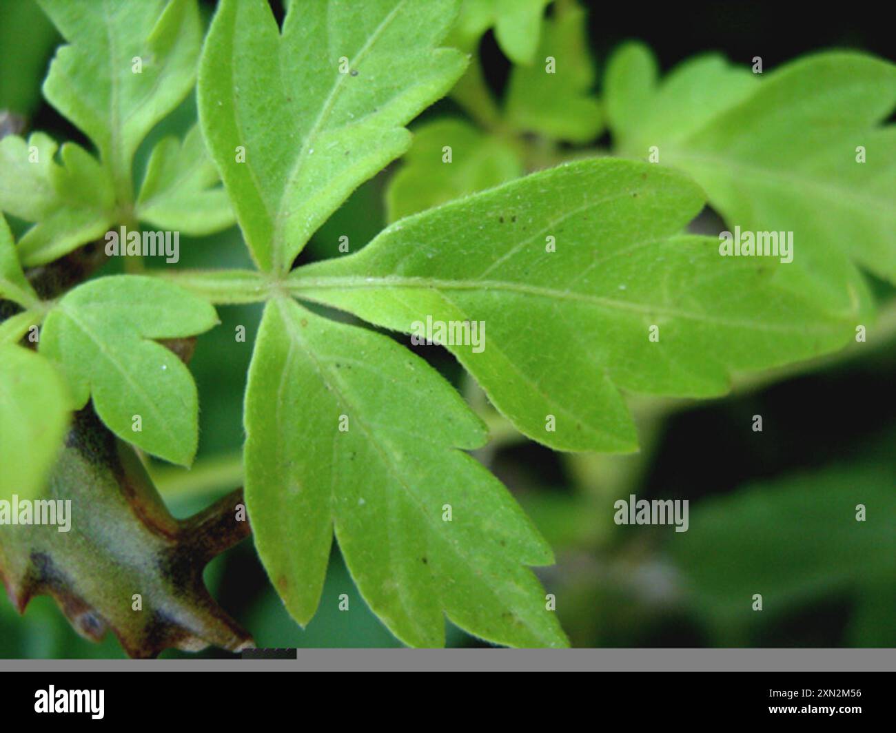 Lesser Balloon Vine (Cardiospermum halicacabum) Plantae Stock Photo - Alamy
