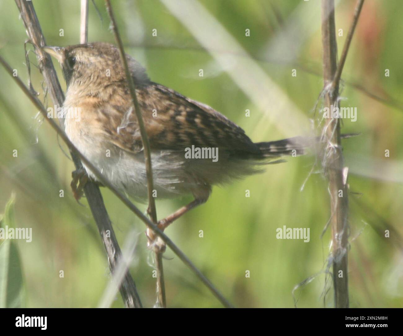 Sedge Wren (Cistothorus stellaris) Aves Stock Photo - Alamy