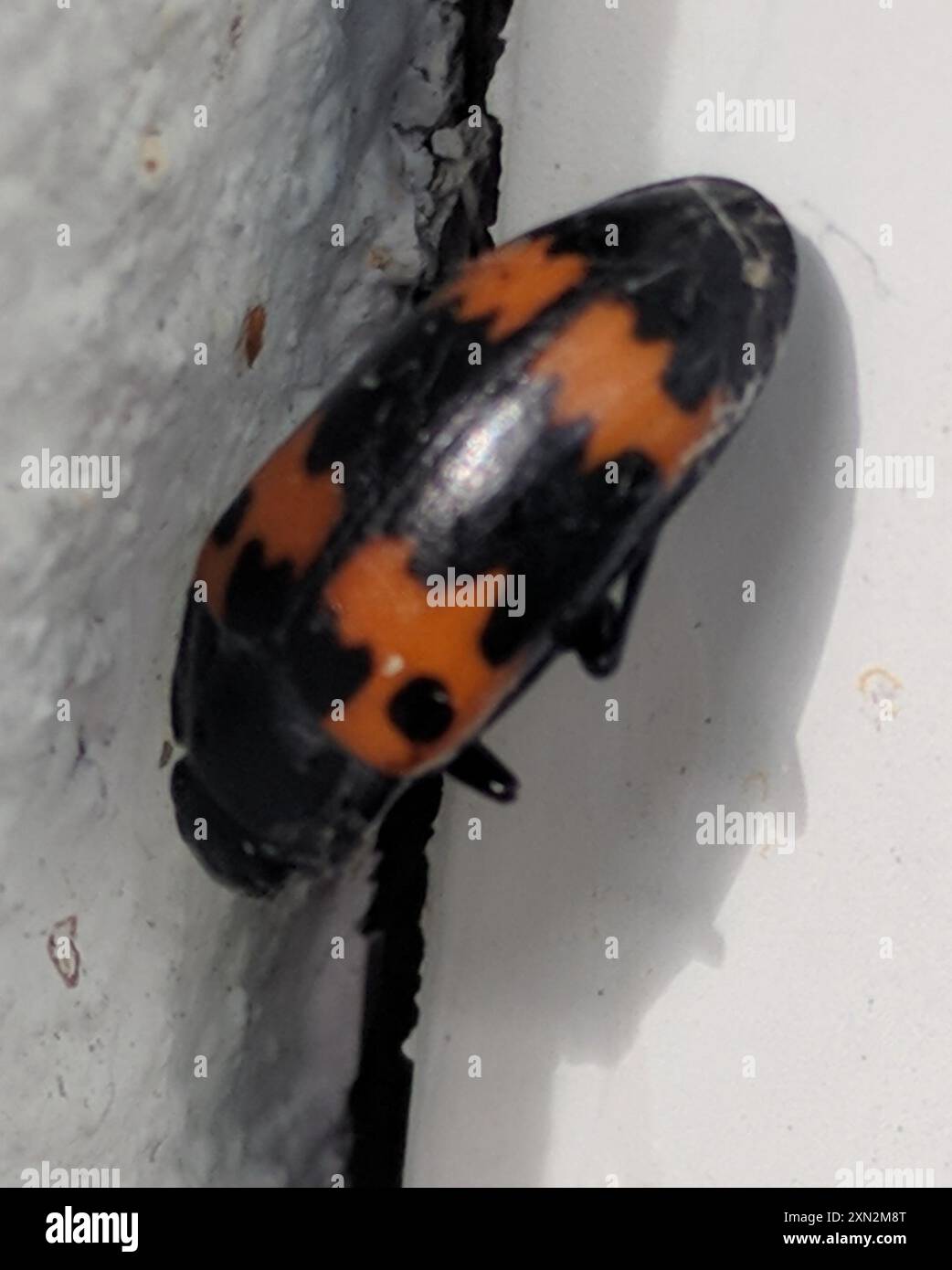 Red-banded Fungus Beetle (Megalodacne fasciata) Insecta Stock Photo - Alamy