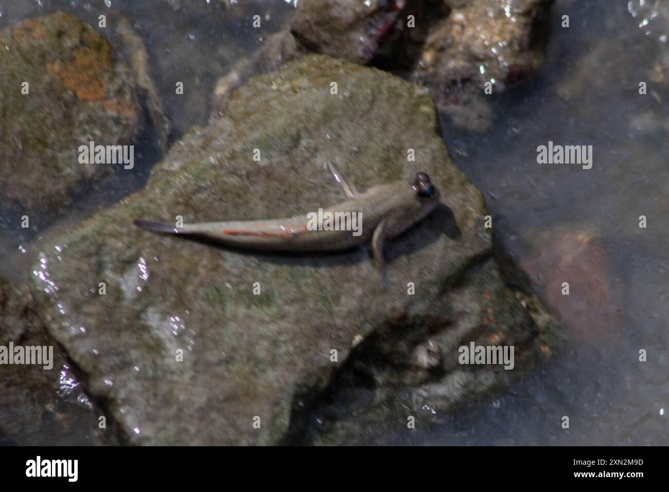 Giant Mudskipper (Periophthalmodon schlosseri) Actinopterygii Stock ...