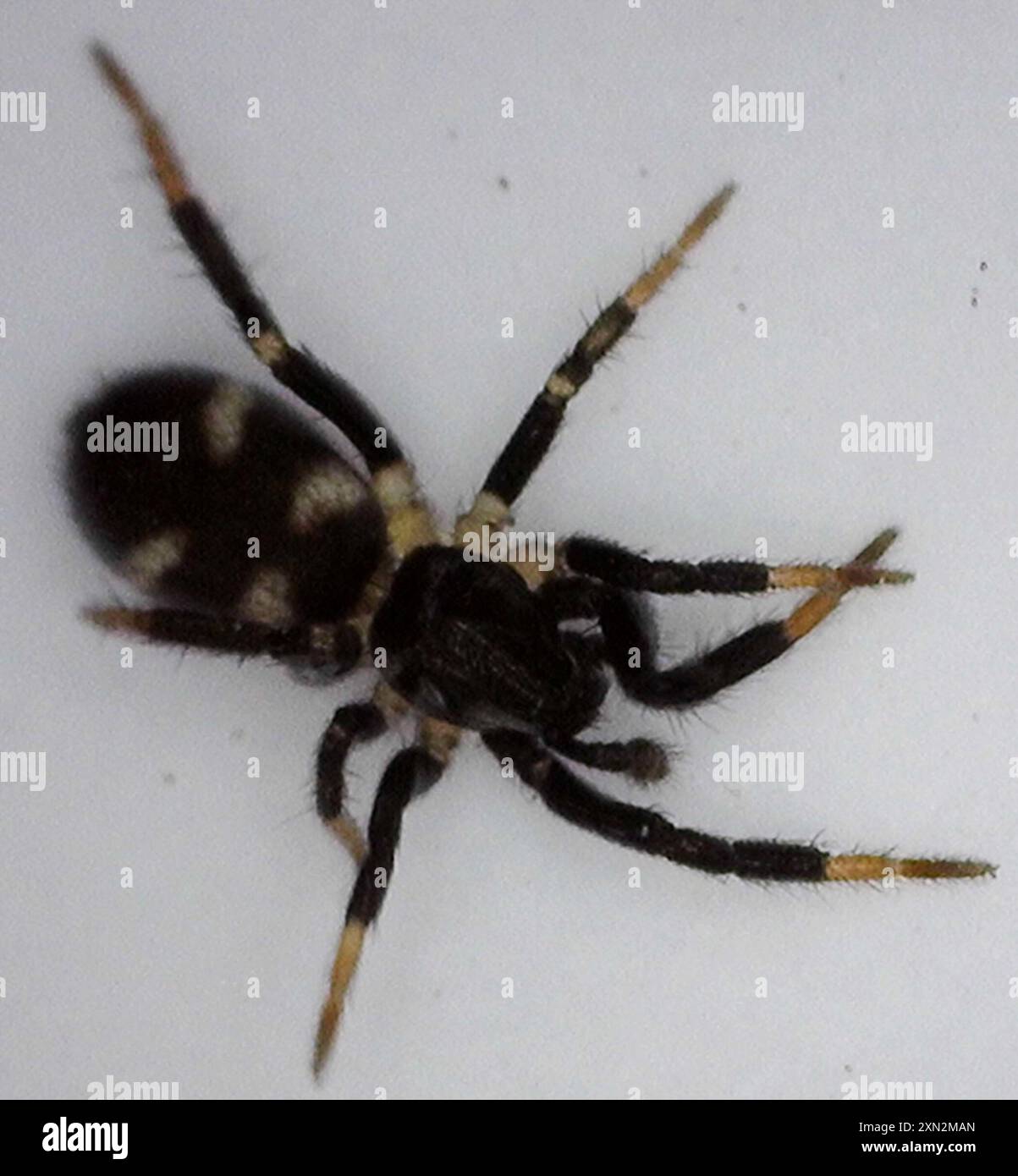 Spiders (Araneae) Arachnida Stock Photo - Alamy