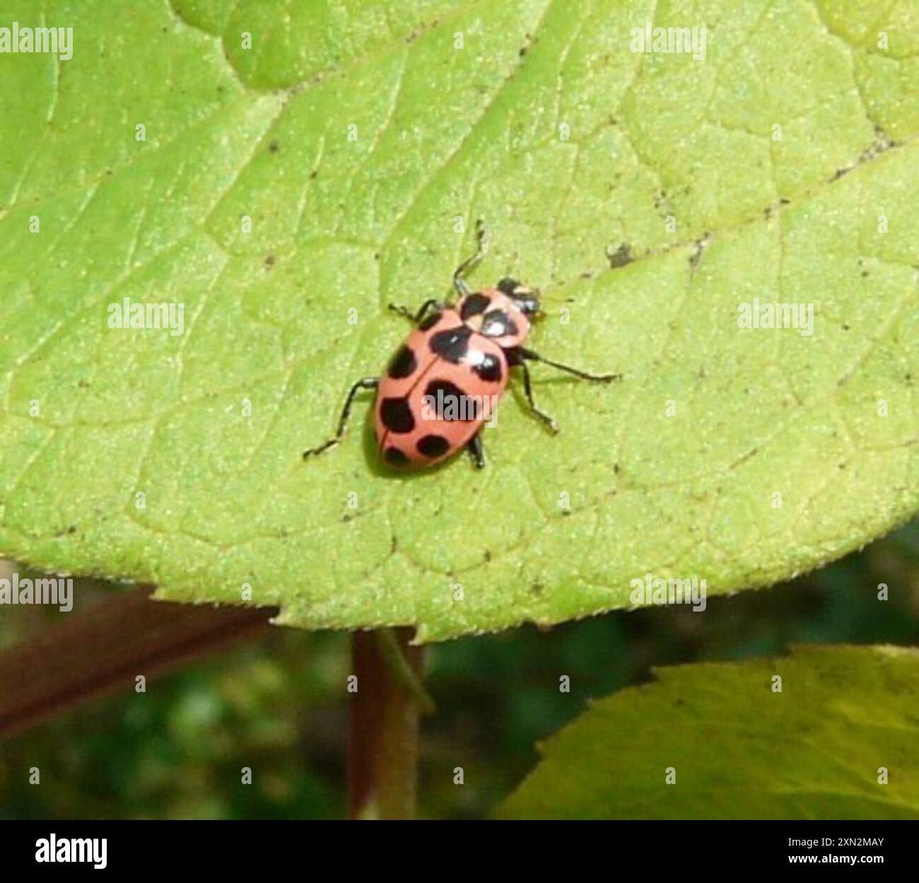 Spotted Pink Lady Beetle (Coleomegilla maculata) Insecta Stock Photo ...