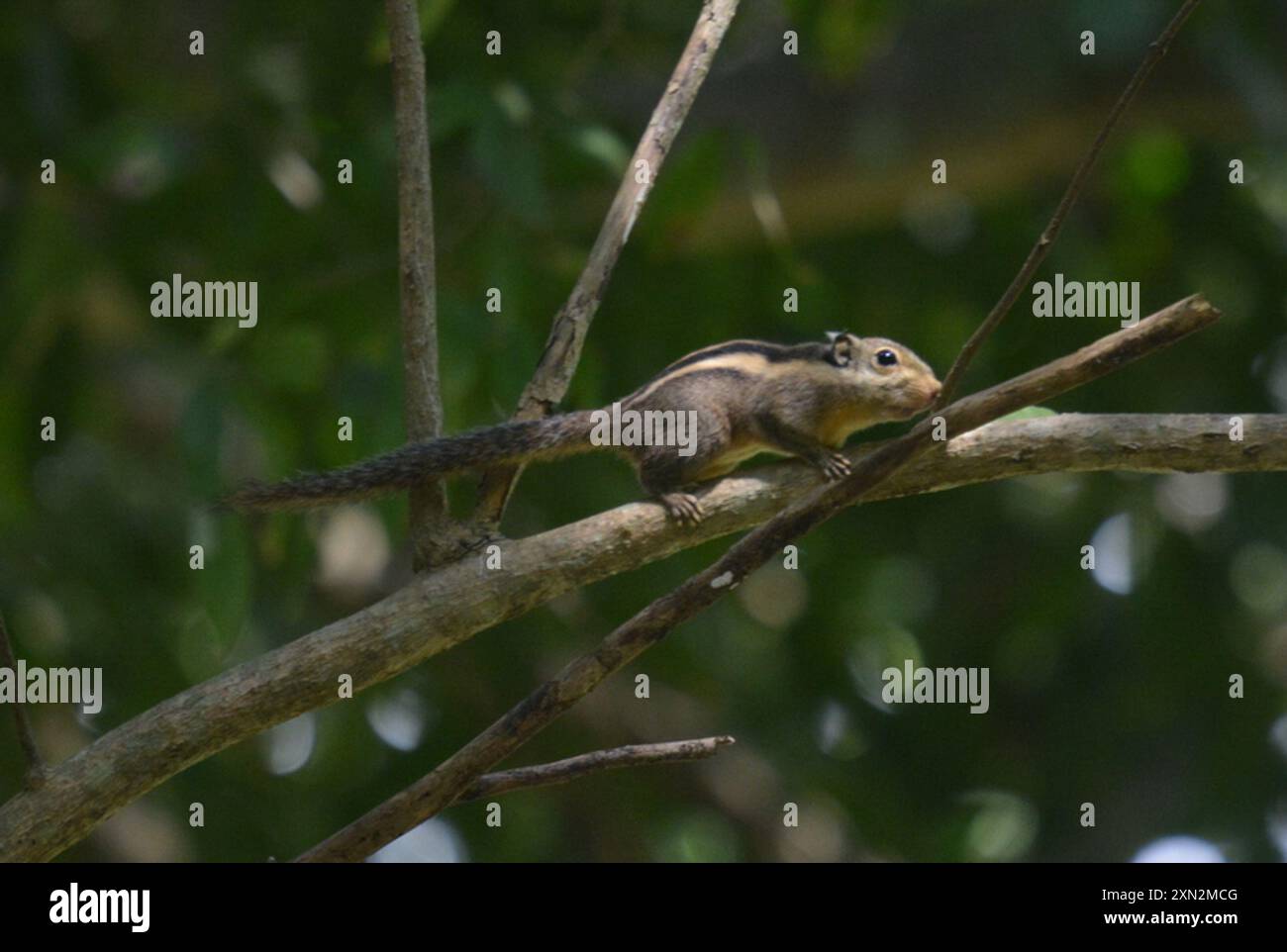 Himalayan Striped Squirrel (Tamiops mcclellandii) Mammalia Stock Photo ...