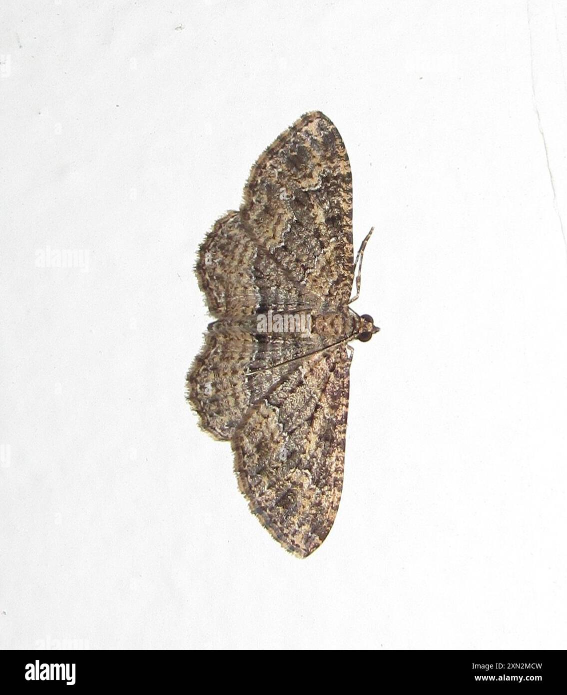 Somber Carpet Moth (Disclisioprocta stellata) Insecta Stock Photo - Alamy