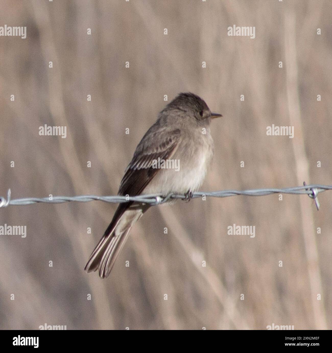 Western Wood-Pewee (Contopus sordidulus) Aves Stock Photo - Alamy