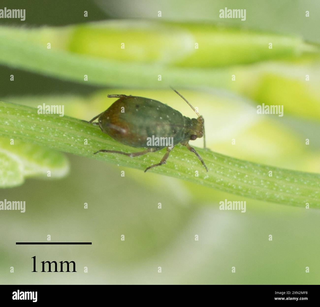 Bird Cherry-oat Aphid (Rhopalosiphum padi) Insecta Stock Photo - Alamy