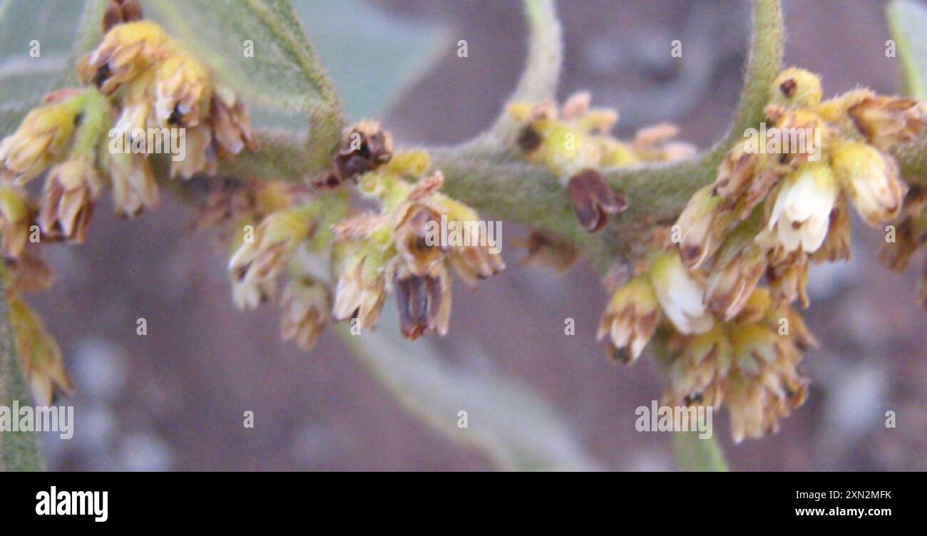 Bushveld Hairy Guarri (Euclea natalensis angustifolia) Plantae Stock ...