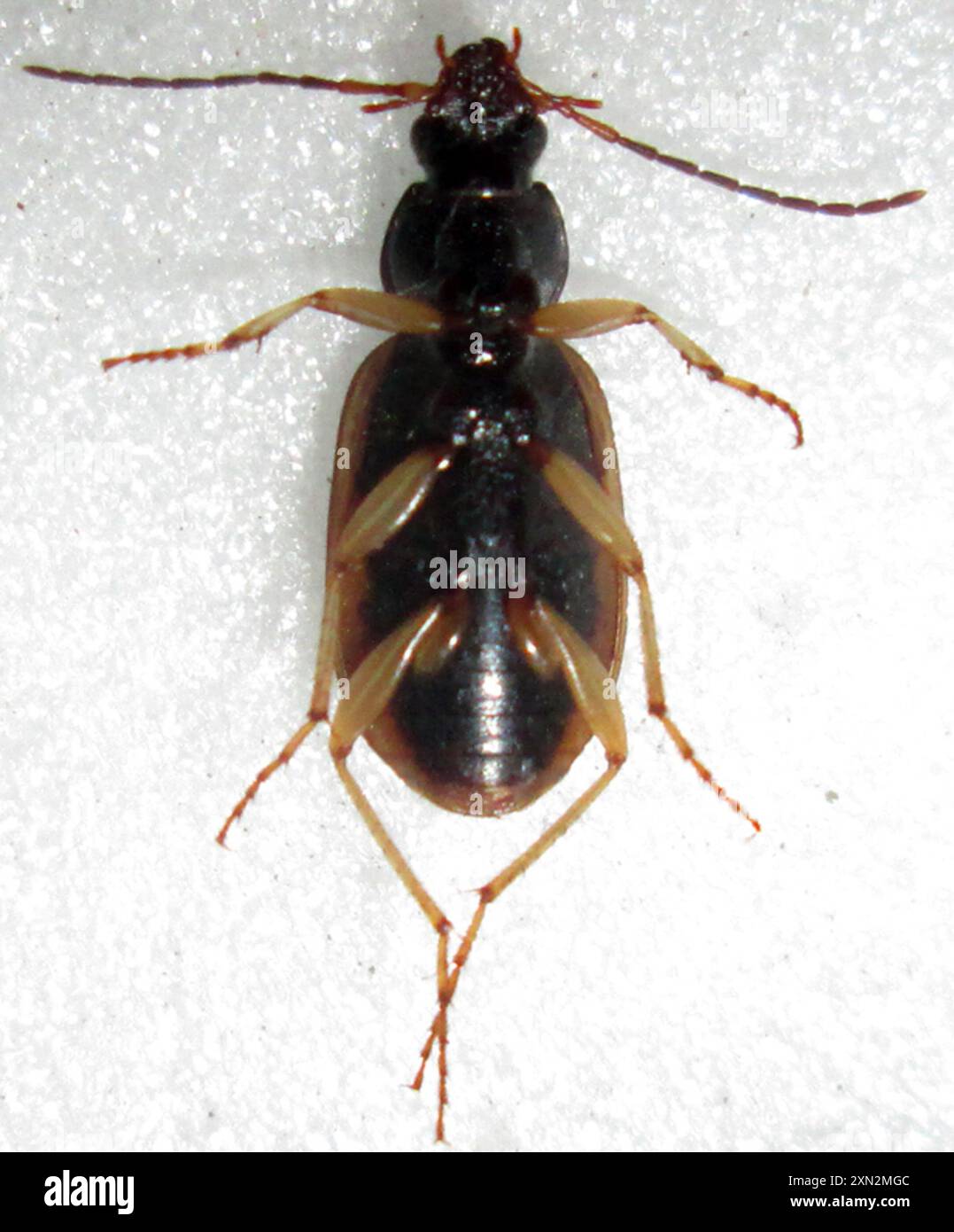 Vivid Metallic Ground Beetles (Chlaenius) Insecta Stock Photo - Alamy