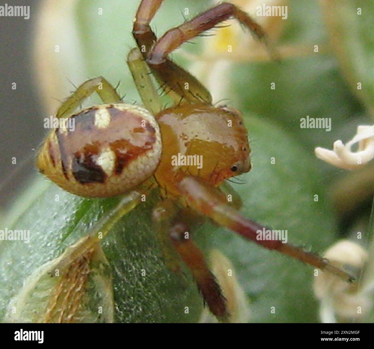 African Mask spider (Synema imitatrix) Arachnida Stock Photo - Alamy