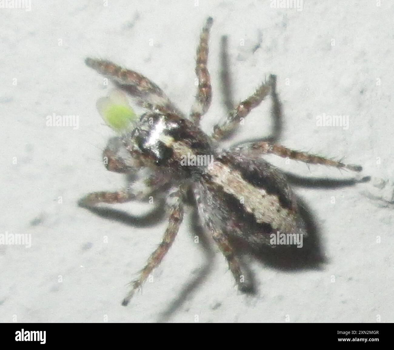Jumping Spiders (Salticidae) Arachnida Stock Photo - Alamy