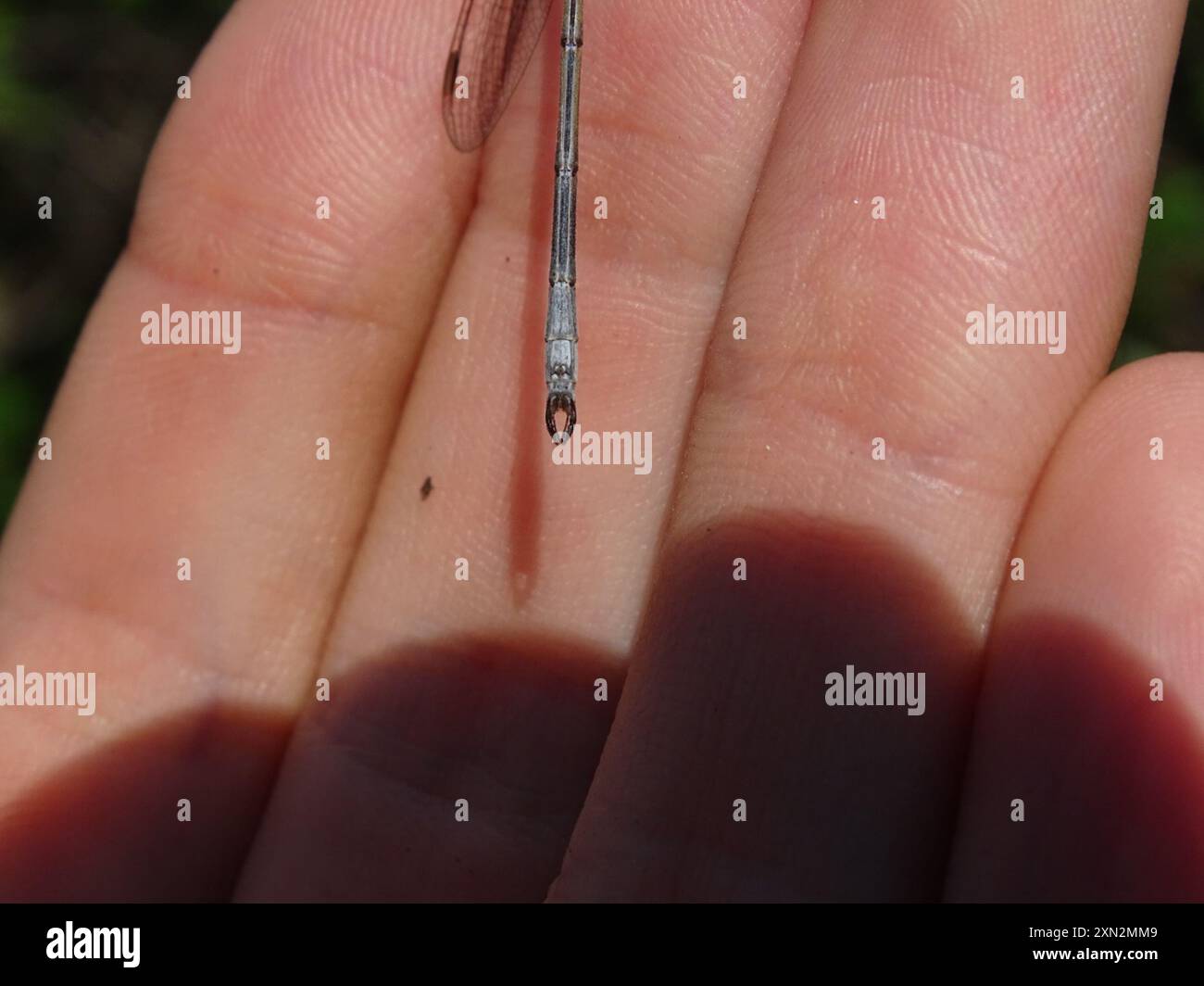 Swamp Spreadwing (Lestes vigilax) Insecta Stock Photo - Alamy