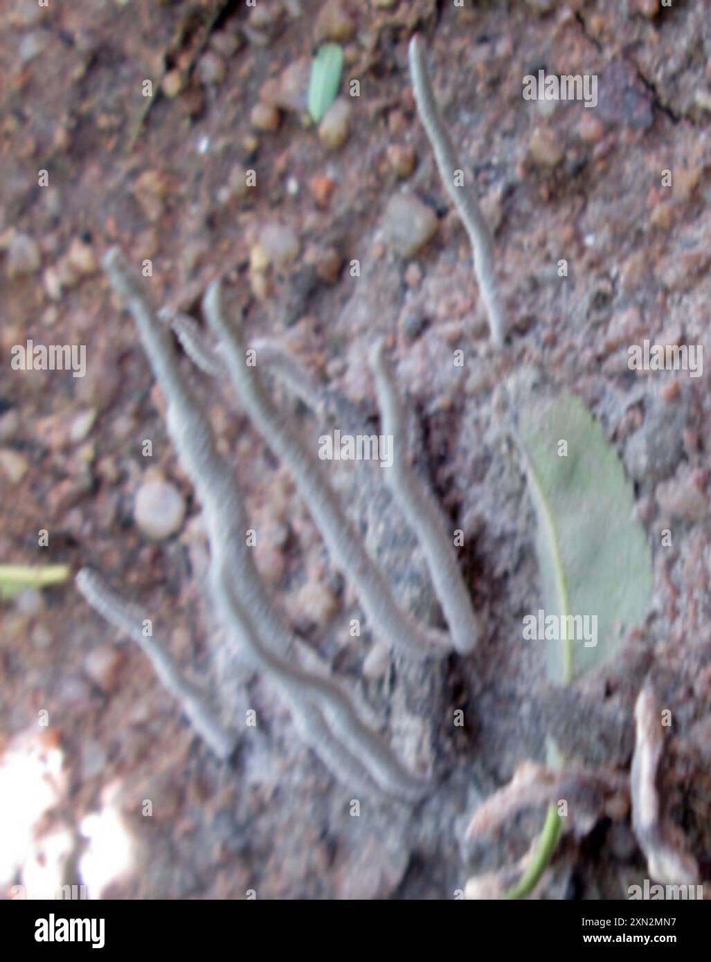 Xylariales hi-res stock photography and images - Alamy