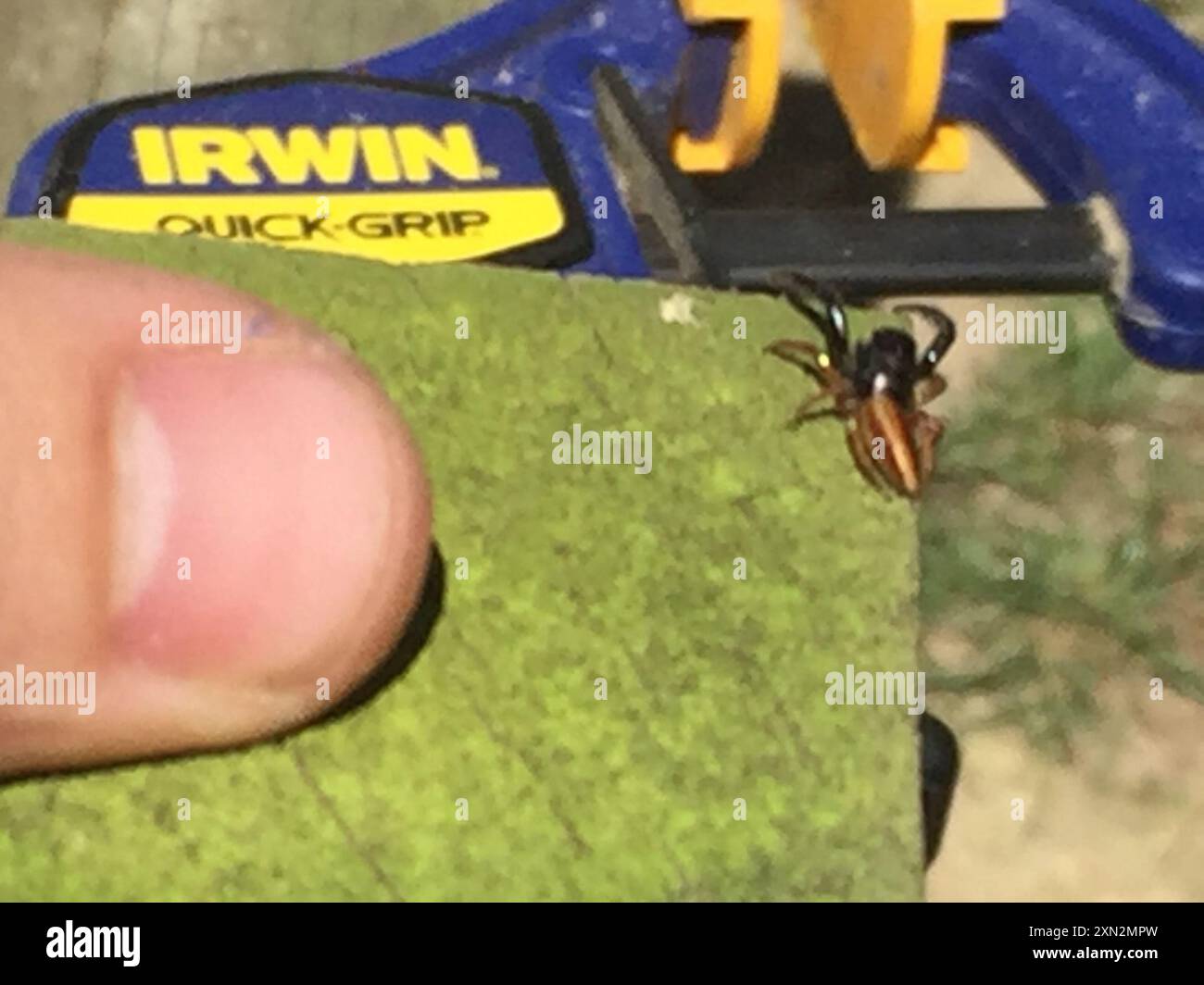 Black-headed Jumping Spider (Trite planiceps) Arachnida Stock Photo - Alamy