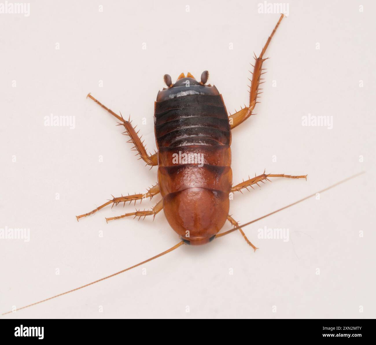 Turkestan Cockroach (Periplaneta lateralis) Insecta Stock Photo - Alamy