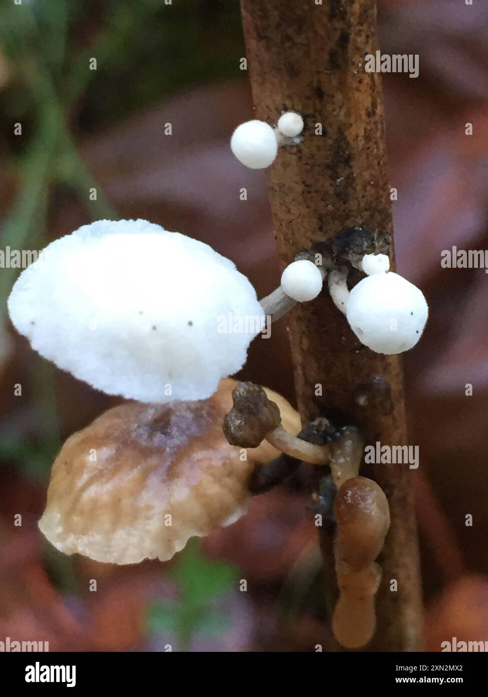 Fairy Parachutes (Marasmiellus candidus) Fungi Stock Photo - Alamy