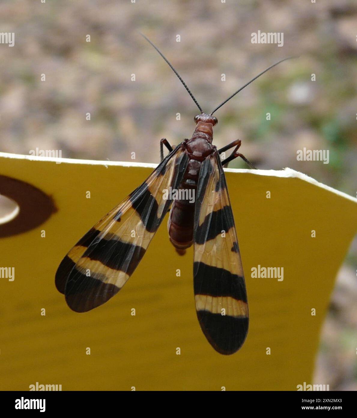 Nuptial Scorpionfly (Panorpa nuptialis) Insecta Stock Photo - Alamy