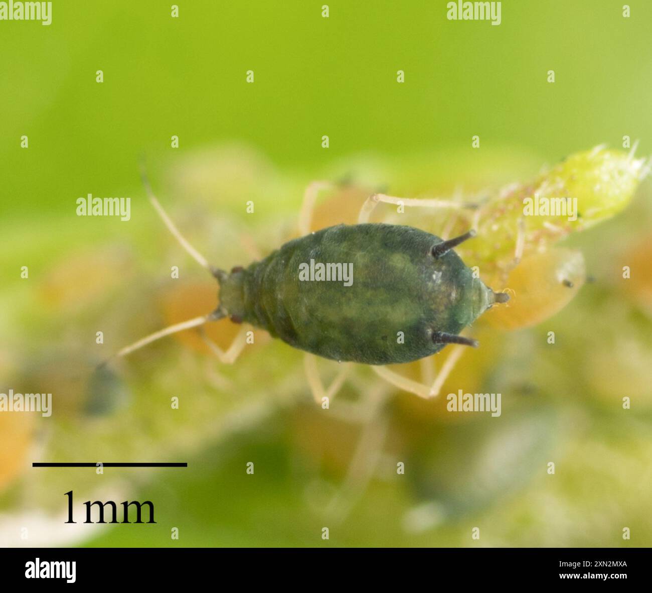 Aphis gossypii hi-res stock photography and images - Alamy