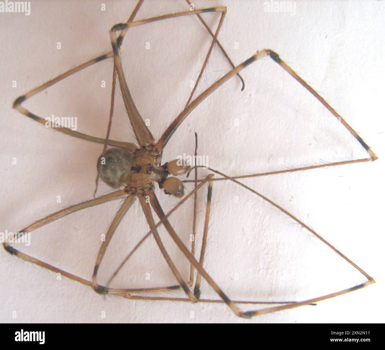 Giant Daddy Long-legs Spiders (Artema) Arachnida Stock Photo - Alamy