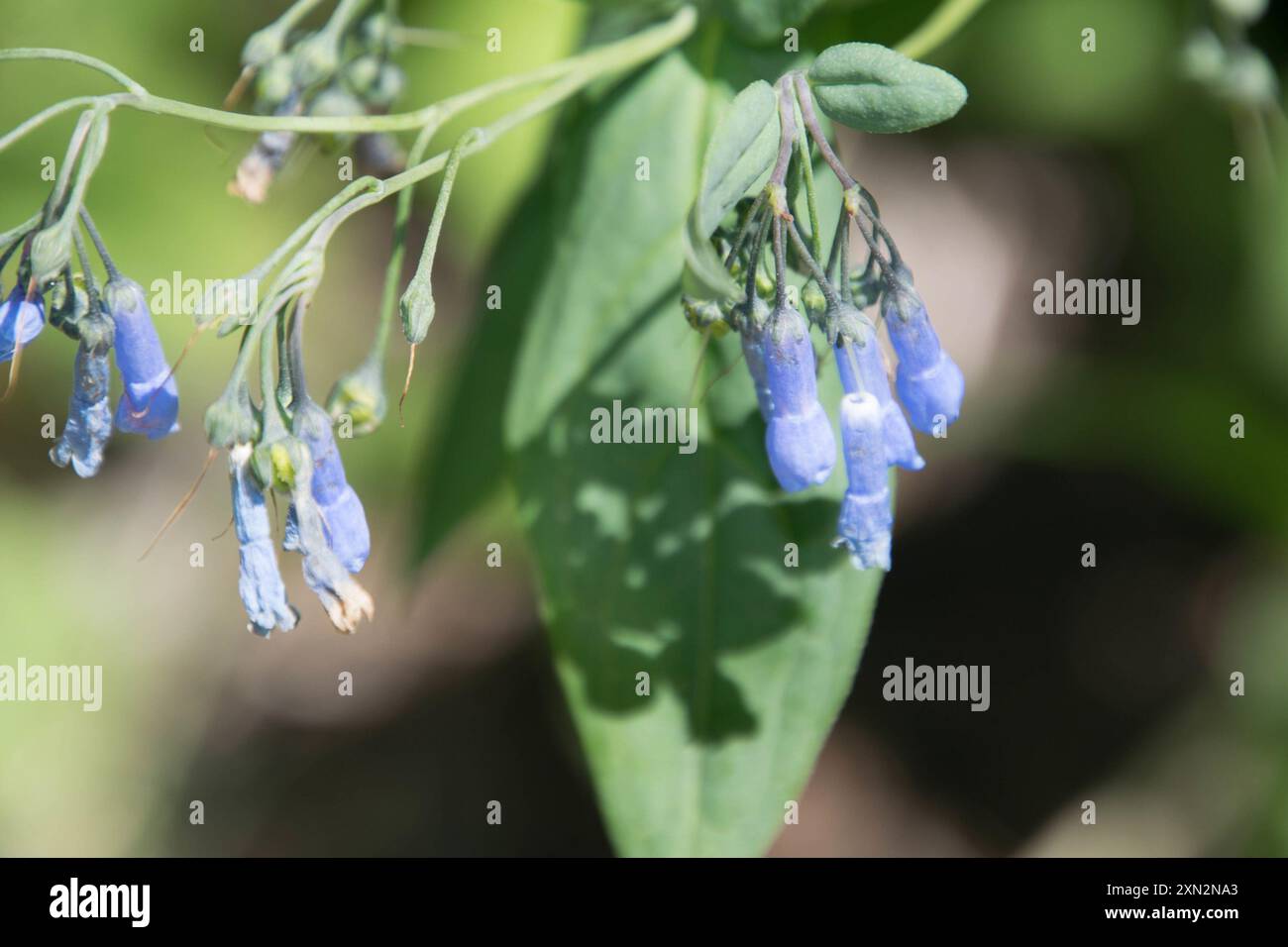 flowering plants (Angiospermae) Plantae Stock Photo - Alamy