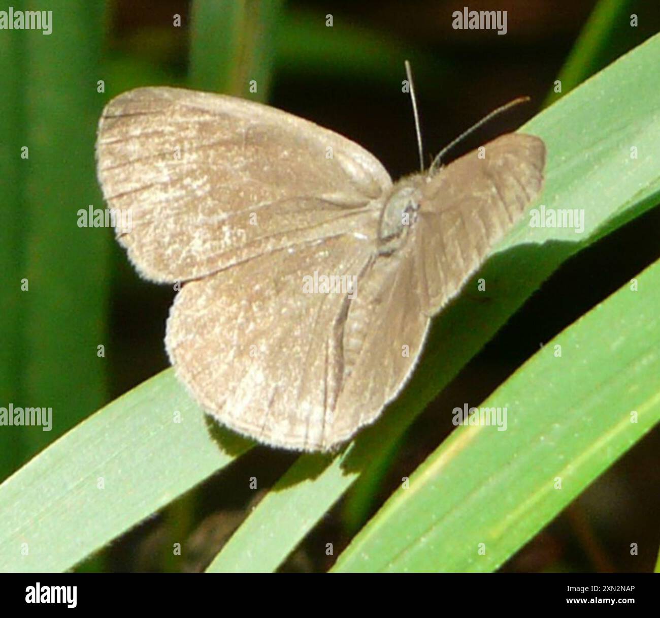 Carolina Satyr (Hermeuptychia sosybius) Insecta Stock Photo - Alamy