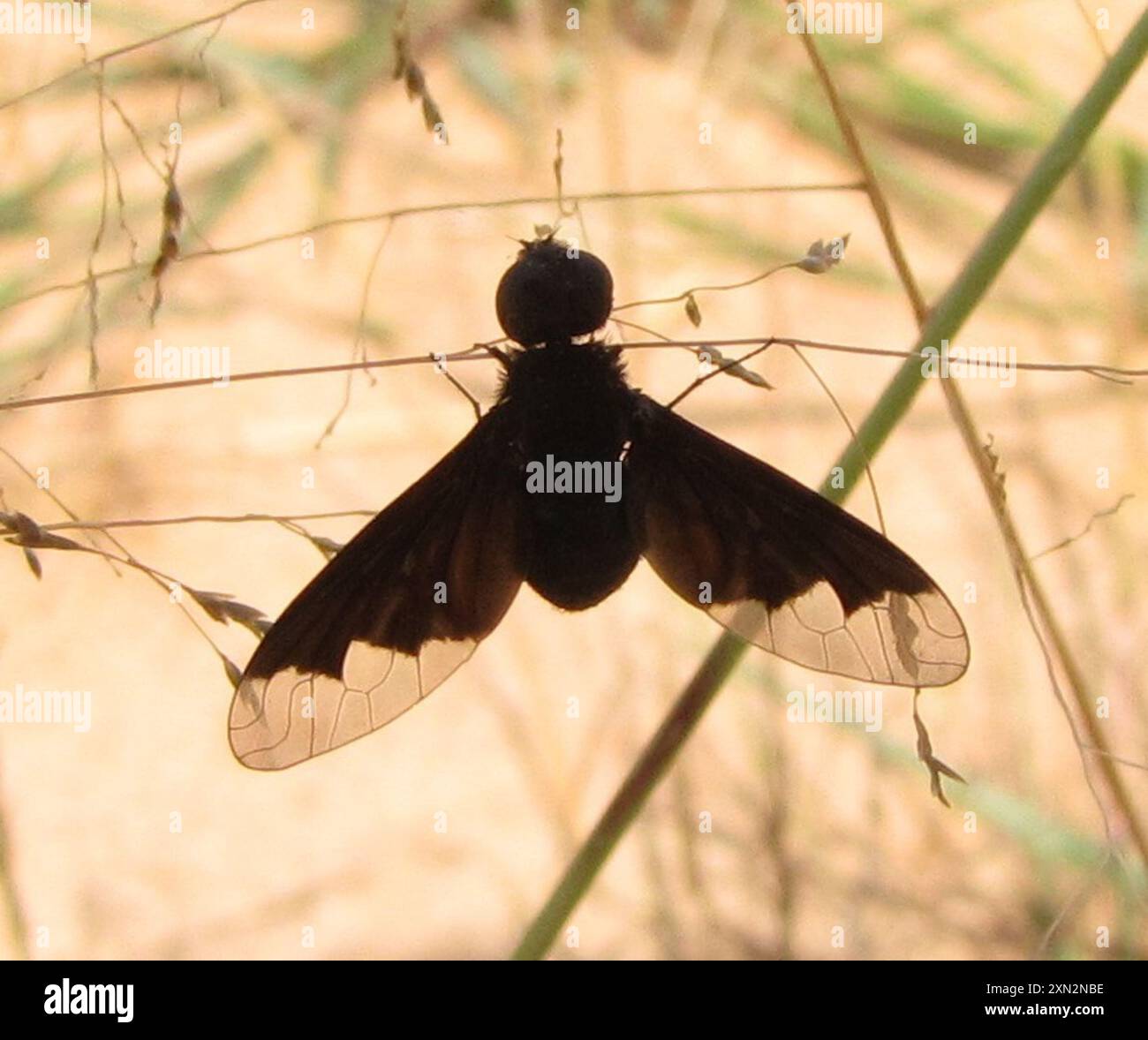 Black Bee Fly (Anthrax analis) Insecta Stock Photo - Alamy
