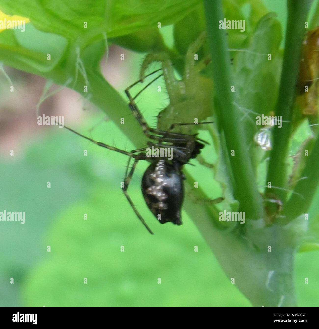 Comb-footed Spiders (Theridiidae) Arachnida Stock Photo - Alamy