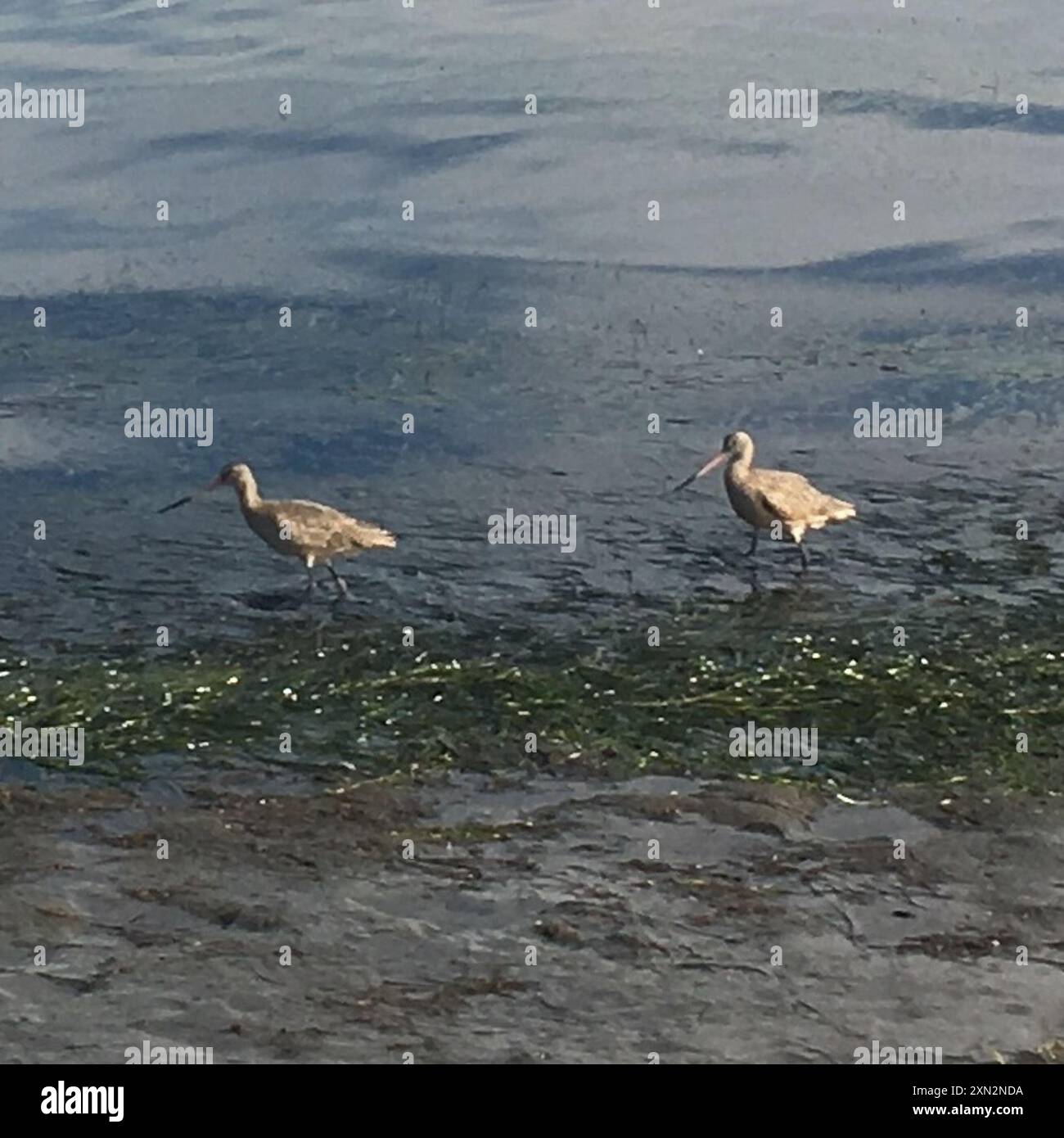 Marbled Godwit (Limosa fedoa) Aves Stock Photo - Alamy