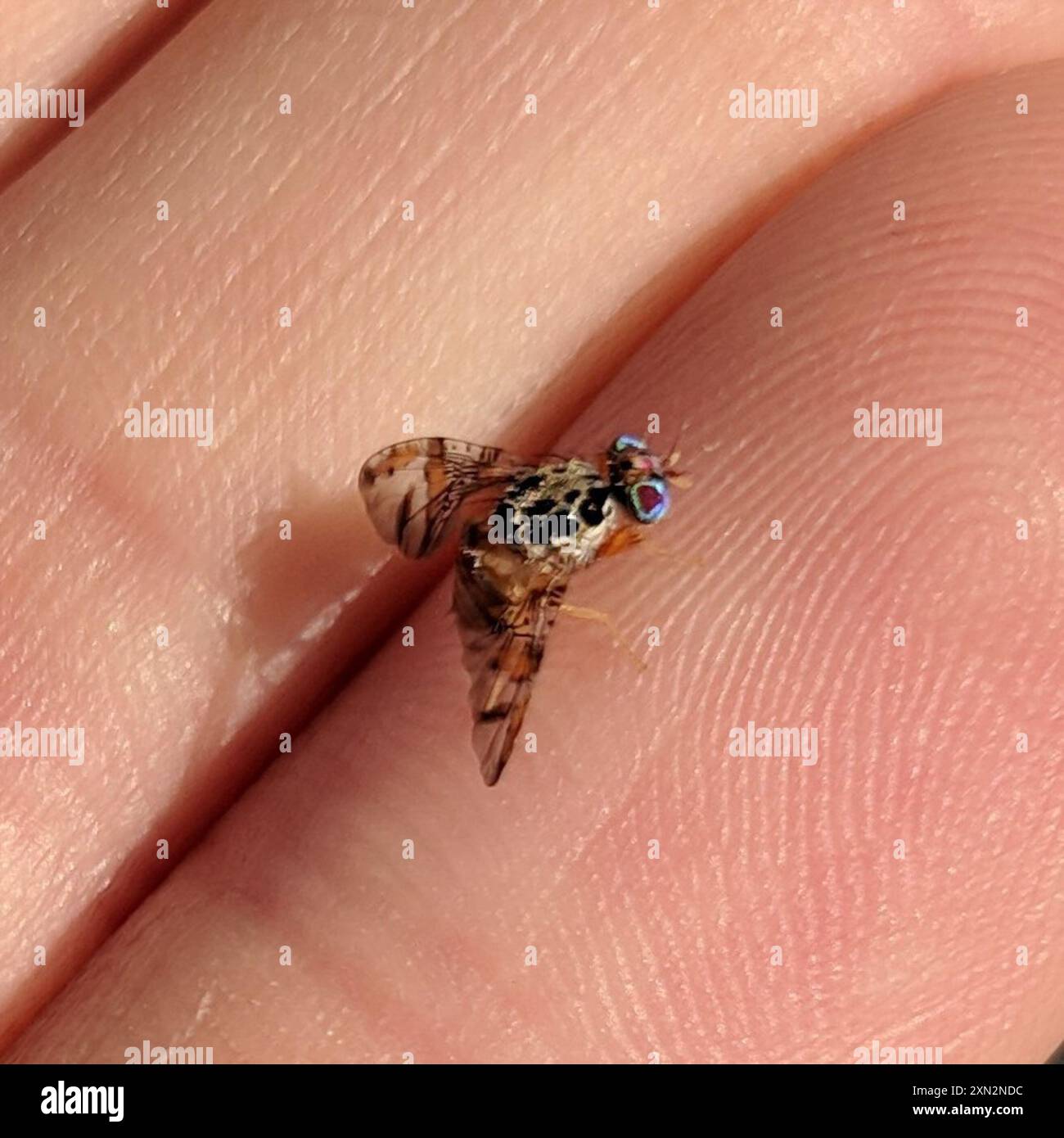 Mediterranean Fruit Fly (Ceratitis capitata) Insecta Stock Photo - Alamy