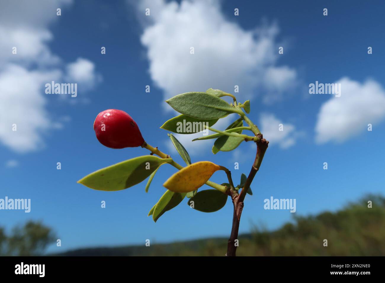 Cape Sumach (Colpoon compressum) Plantae Stock Photo - Alamy
