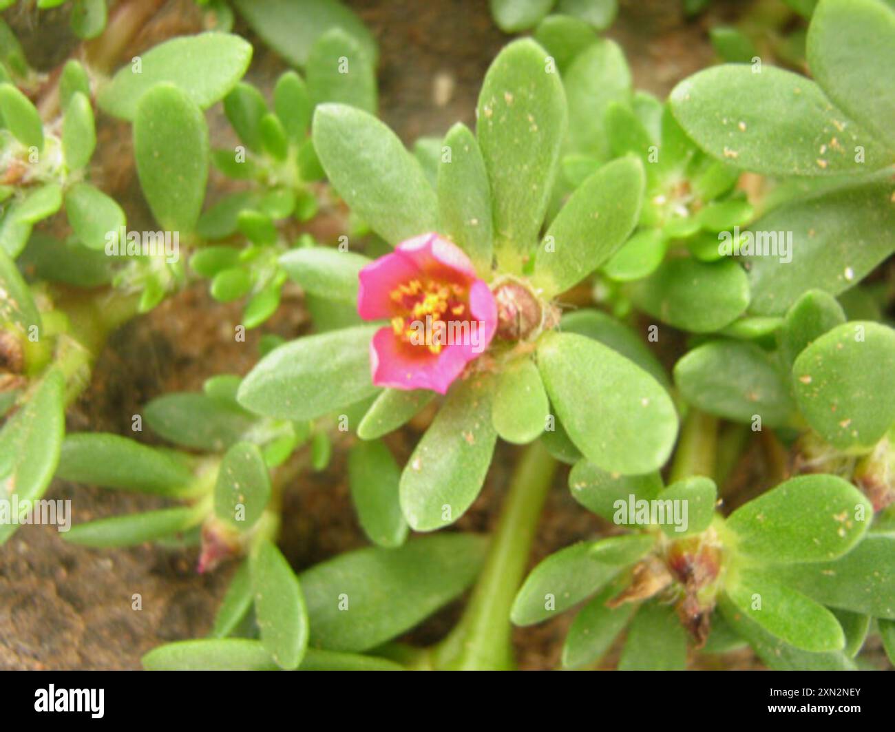 Paraguayan Purslane (Portulaca amilis) Plantae Stock Photo - Alamy