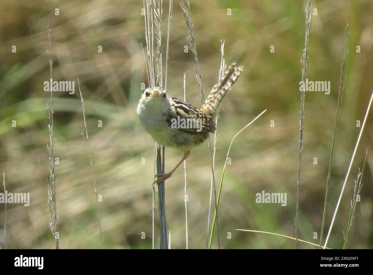 Grass Wren (Cistothorus platensis) Aves Stock Photo - Alamy