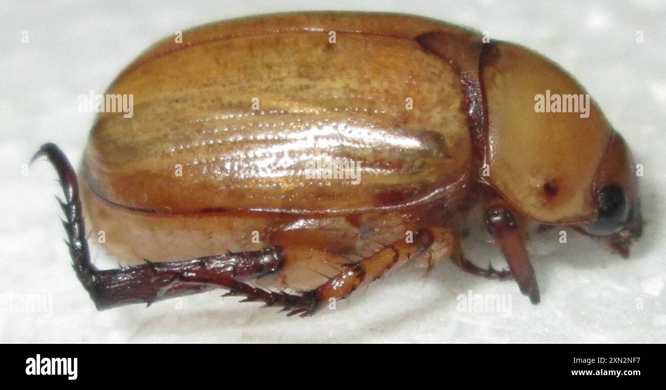 Scarabs, Stag Beetles, and Allies (Scarabaeoidea) Insecta Stock Photo ...