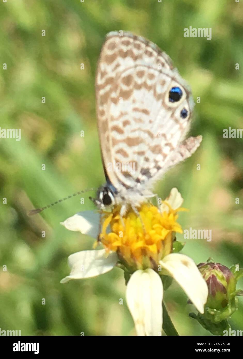 Cassius Blue (Leptotes cassius) Insecta Stock Photo - Alamy