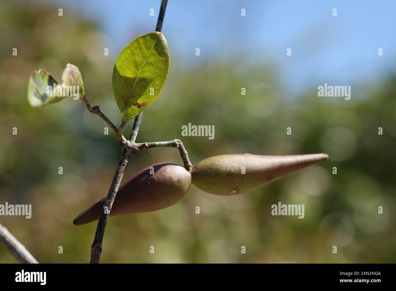Secamone hi-res stock photography and images - Alamy