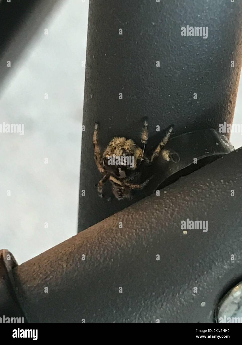 Golden Jumping Spider (Paraphidippus aurantius) Arachnida Stock Photo ...