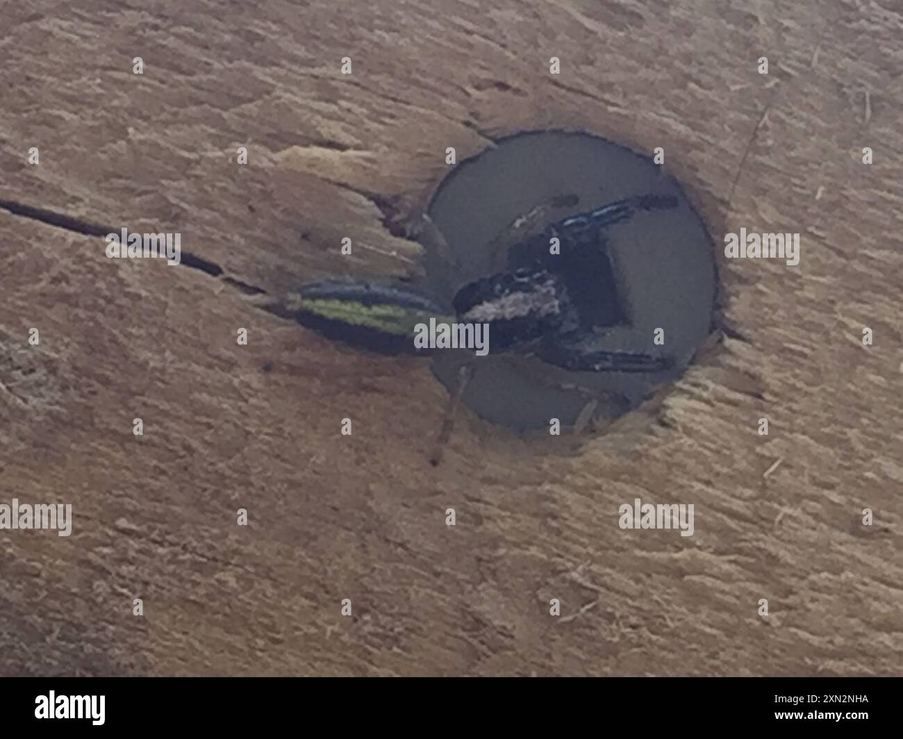 Black-headed Jumping Spider (Trite planiceps) Arachnida Stock Photo - Alamy