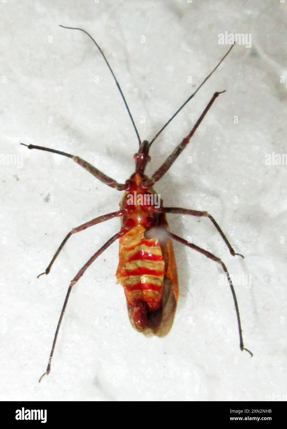 (Pseudophonoctonus formosus) Insecta Stock Photo - Alamy