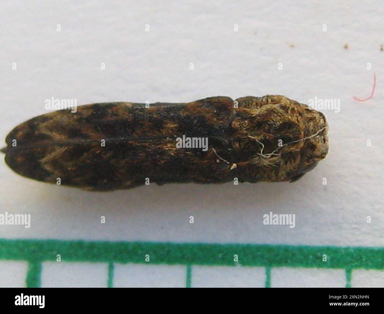 Planidia hi-res stock photography and images - Alamy
