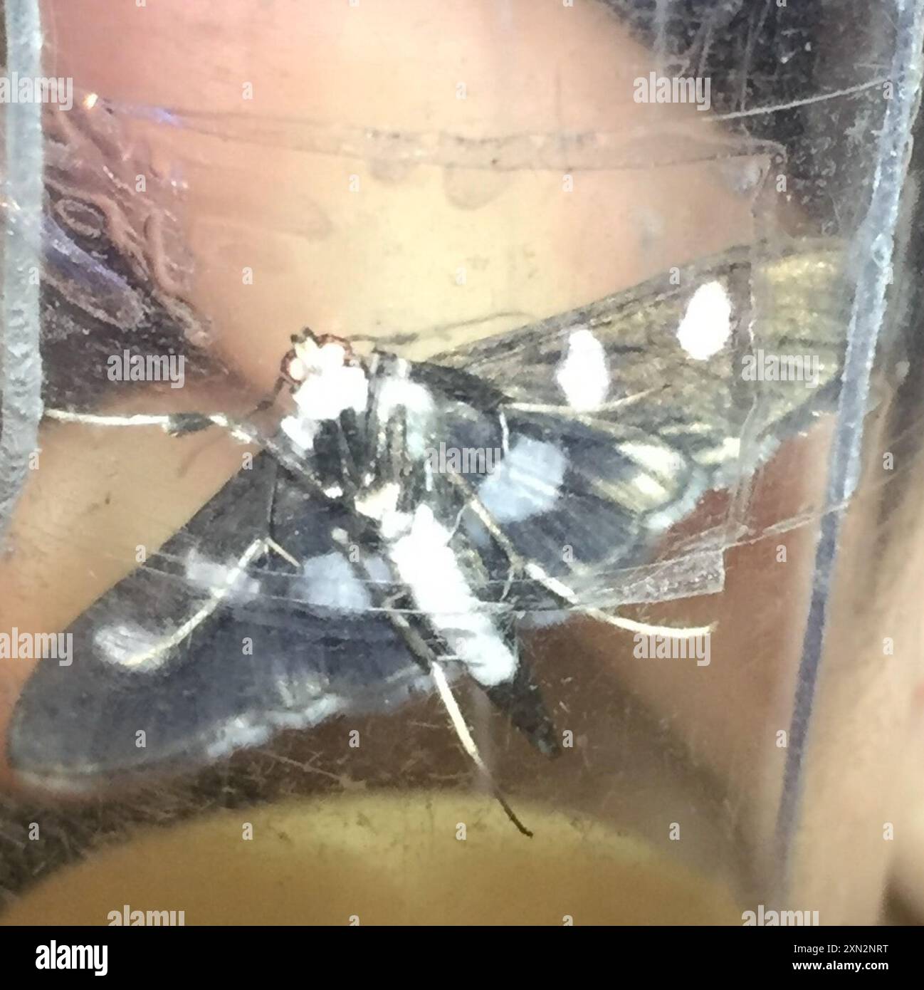 Grape Leaffolder Moth (Desmia funeralis) Insecta Stock Photo - Alamy